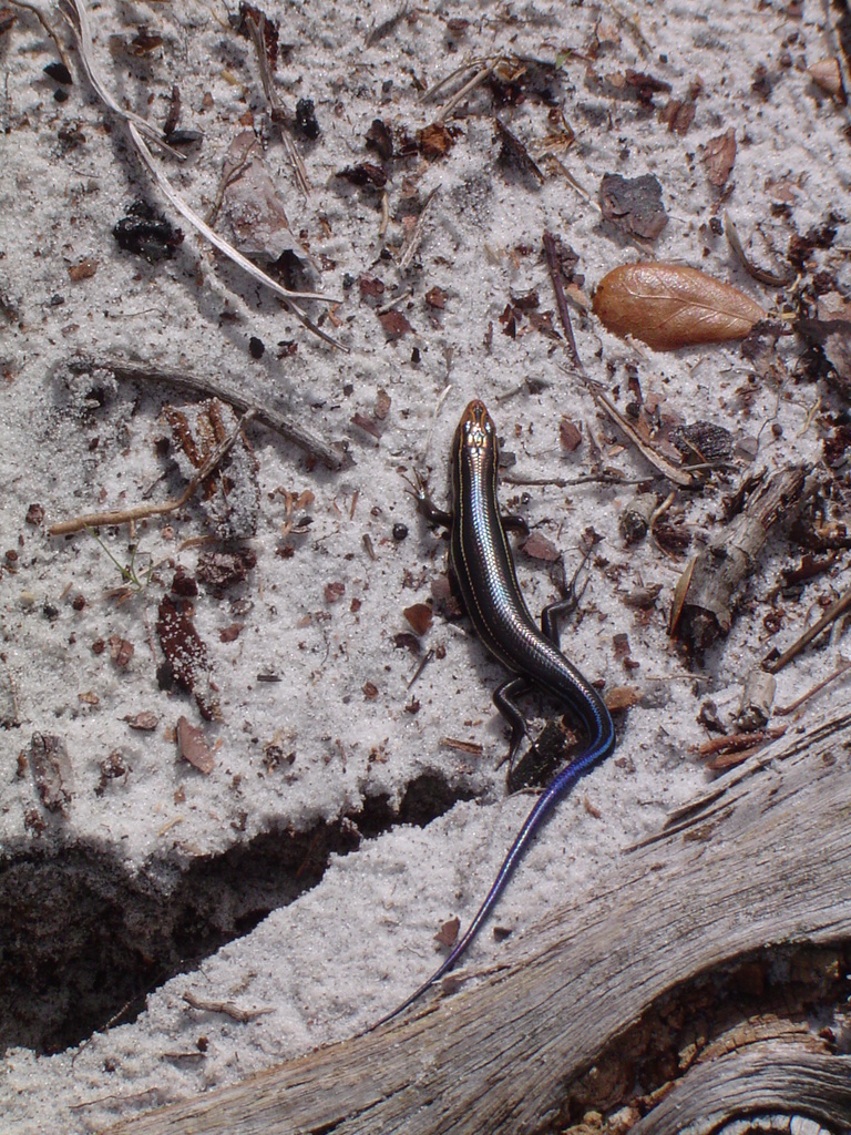 Southeastern Five-lined Skink from Highlands County, FL, USA on March ...