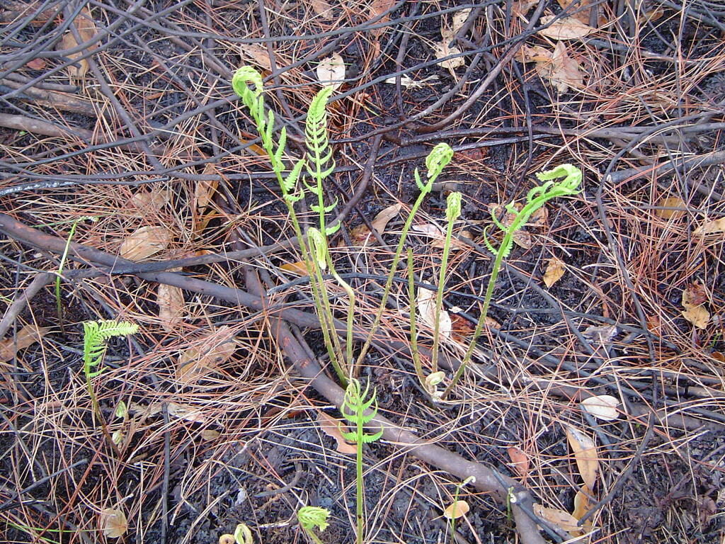 cinnamon fern from Highlands County, FL, USA on March 11, 2005 at 04:02 ...