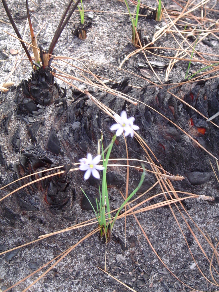narrow-leaved blue-eyed grass from Highlands County, FL, USA on March ...
