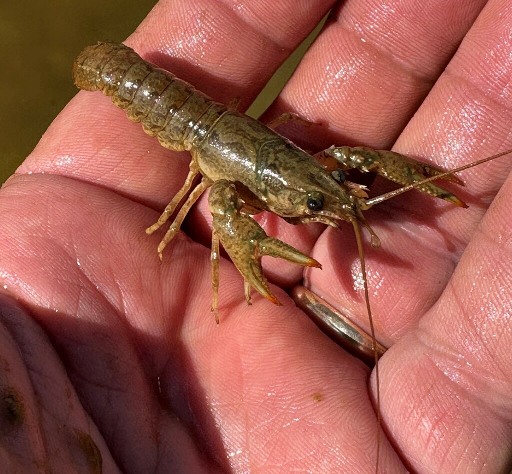 Cambarid Crayfishes from Smith Reservoir, Smith Lake Park, Cullman ...