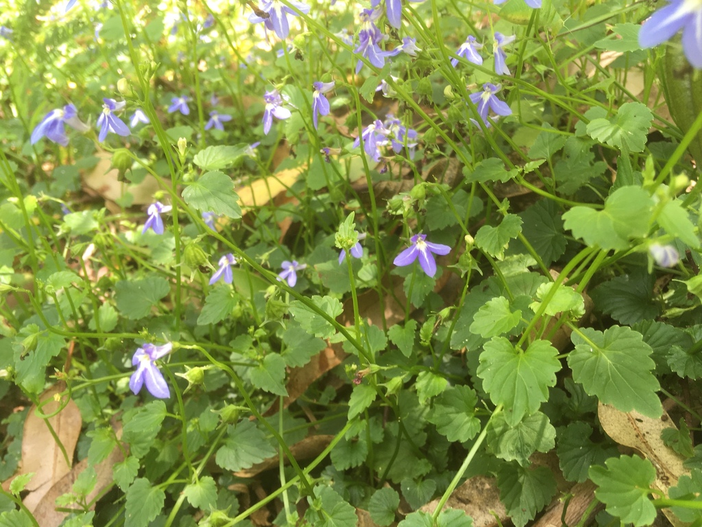 forest lobelia from Bodalla Park, Tallebudgera, QLD, AU on February 03 ...