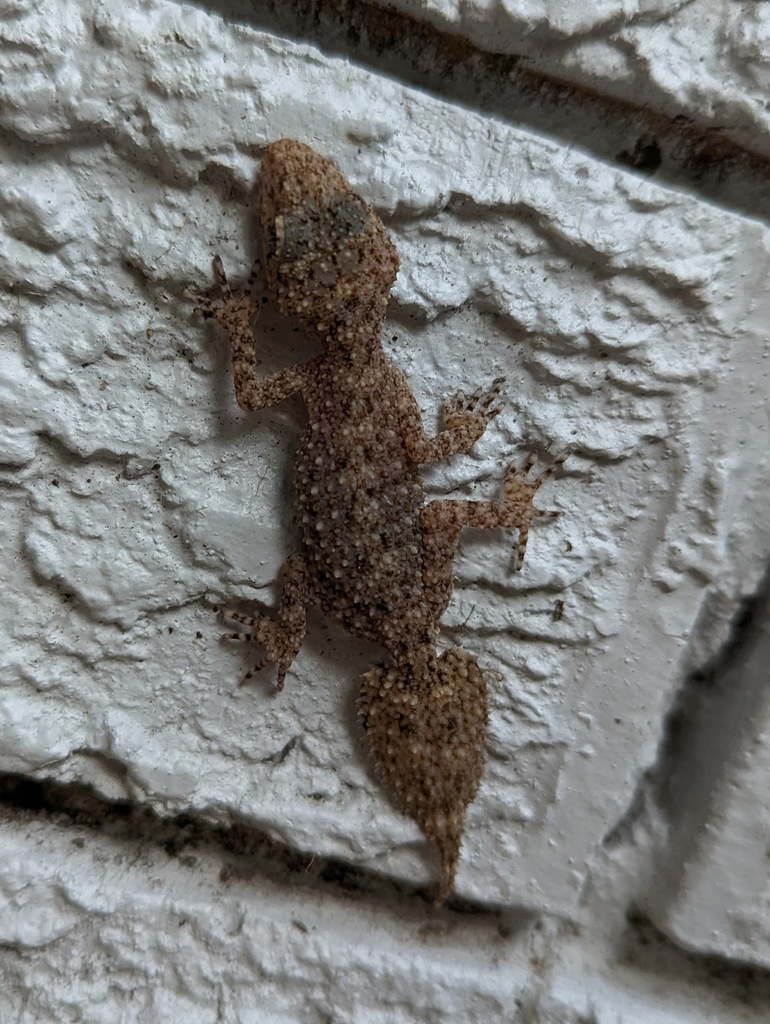 Broad-tailed Gecko from Sydney NSW, Australia on February 7, 2023 at 06 ...