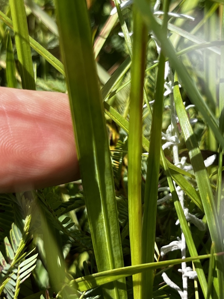 Red Triton (Liliopsida (Monocots) of the Mfolozi River catchment, South ...