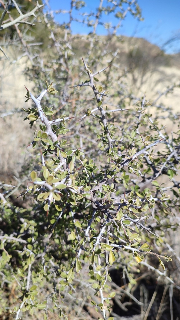 Condalia from 84314 Son., México on February 6, 2023 at 10:44 AM by ...