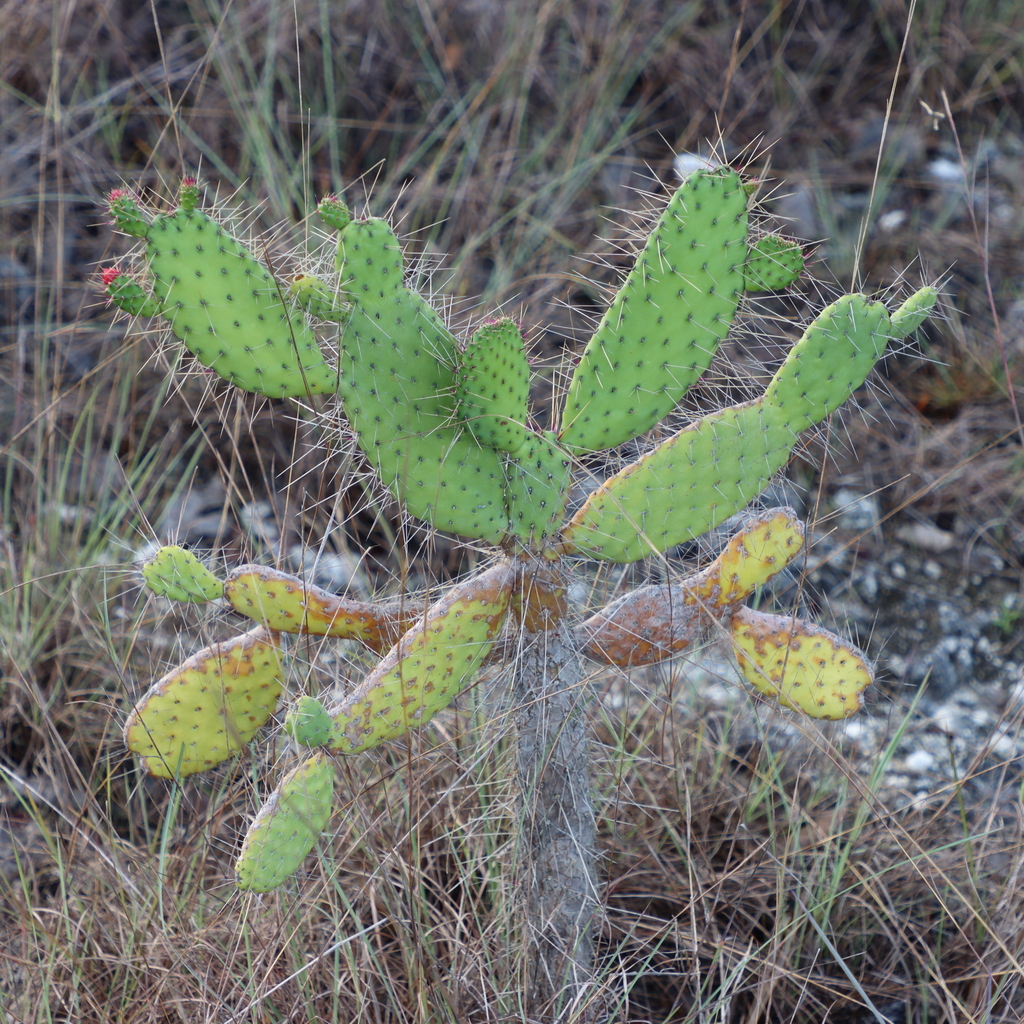Semaphore Pricklypear in January 2023 by Isaac Lord · iNaturalist