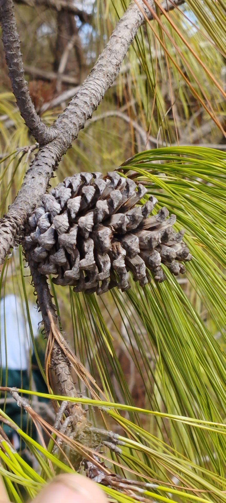 Pinus pseudostrobus Lindl.