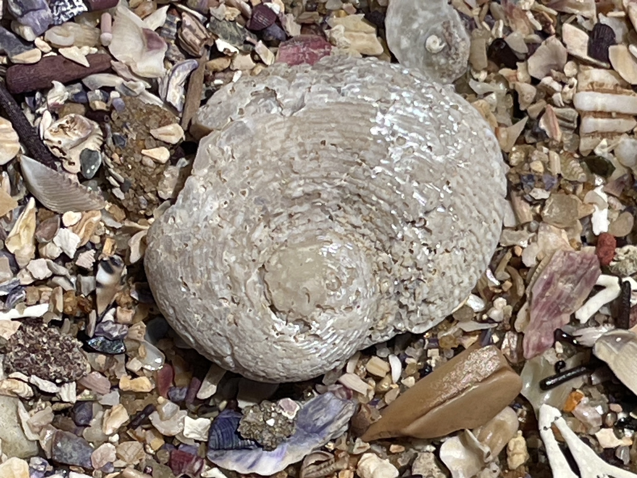 Granata imbricata (Lamarck, 1816)