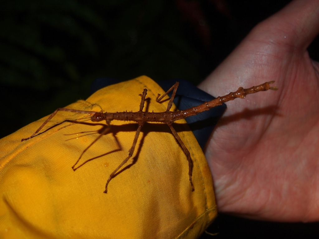 Prickly Stick Insect from Horseshoe Bay Road, Oban 9818, New Zealand on ...