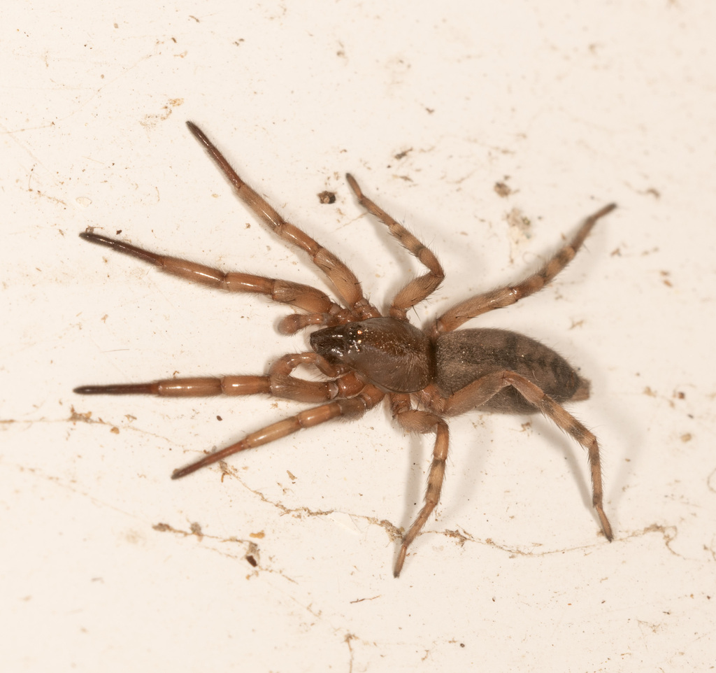 Intruda signata from Tasman, TAS, Australia on February 1, 2023 at 10: ...