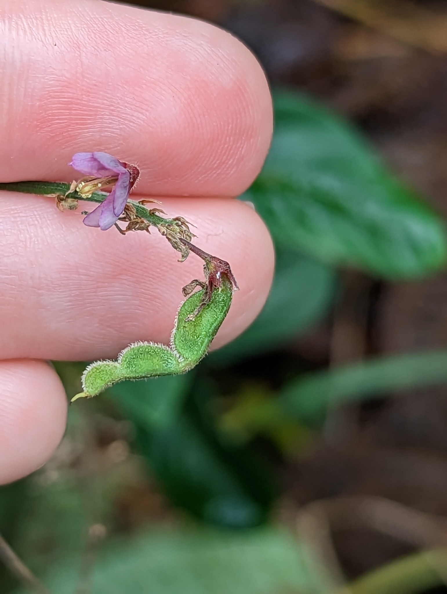 Desmodium incanum (Sw.) DC.