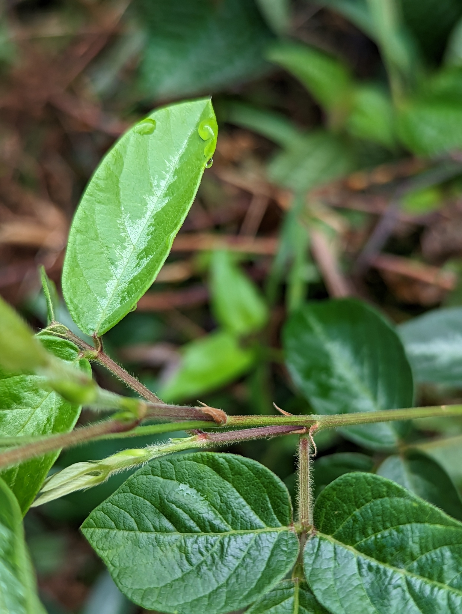Desmodium incanum (Sw.) DC.
