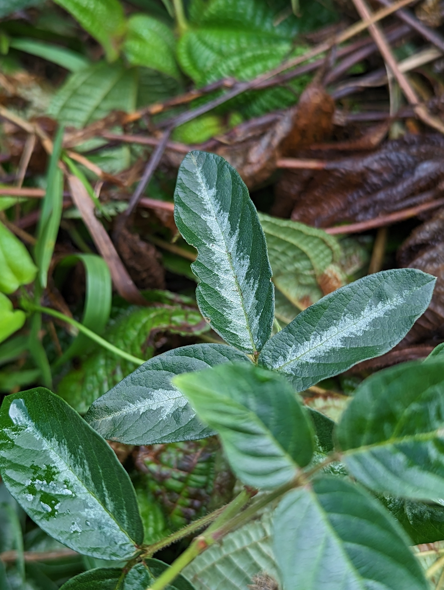 Desmodium incanum (Sw.) DC.