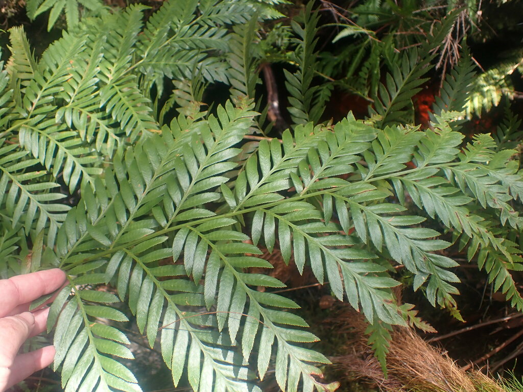 king fern from Great Sandy NP. Cooloola QLD 4580, Australia on February ...