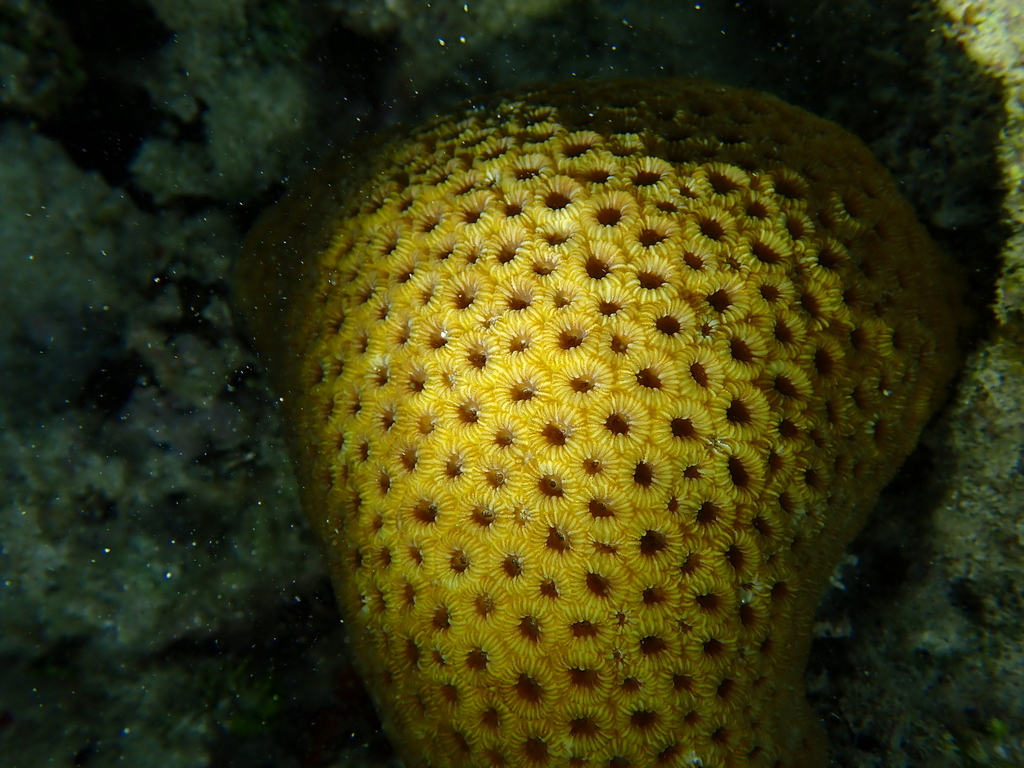 Astrea from Yasawa Island, Fiji on January 30, 2023 at 05:27 PM by ...