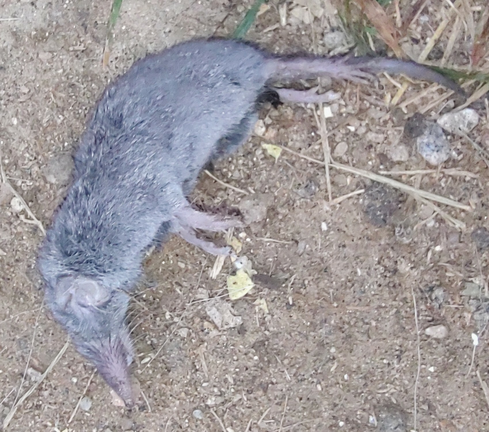 Suncus murinus (Linnaeus, 1766)