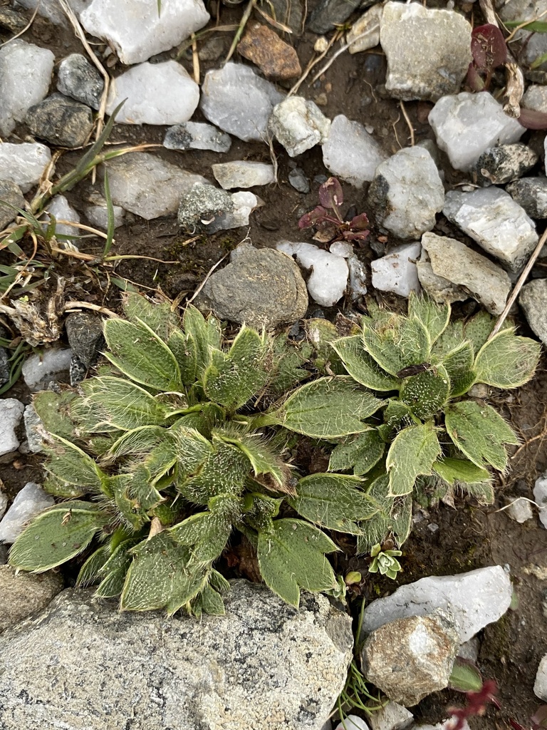 Ranunculus acrophilus from Kosciuszko National Park, Munyang, NSW, AU ...