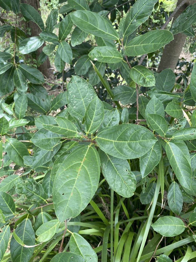 Sandpaper Fig from Fail Park, North Booval, QLD, AU on February 7, 2023 ...