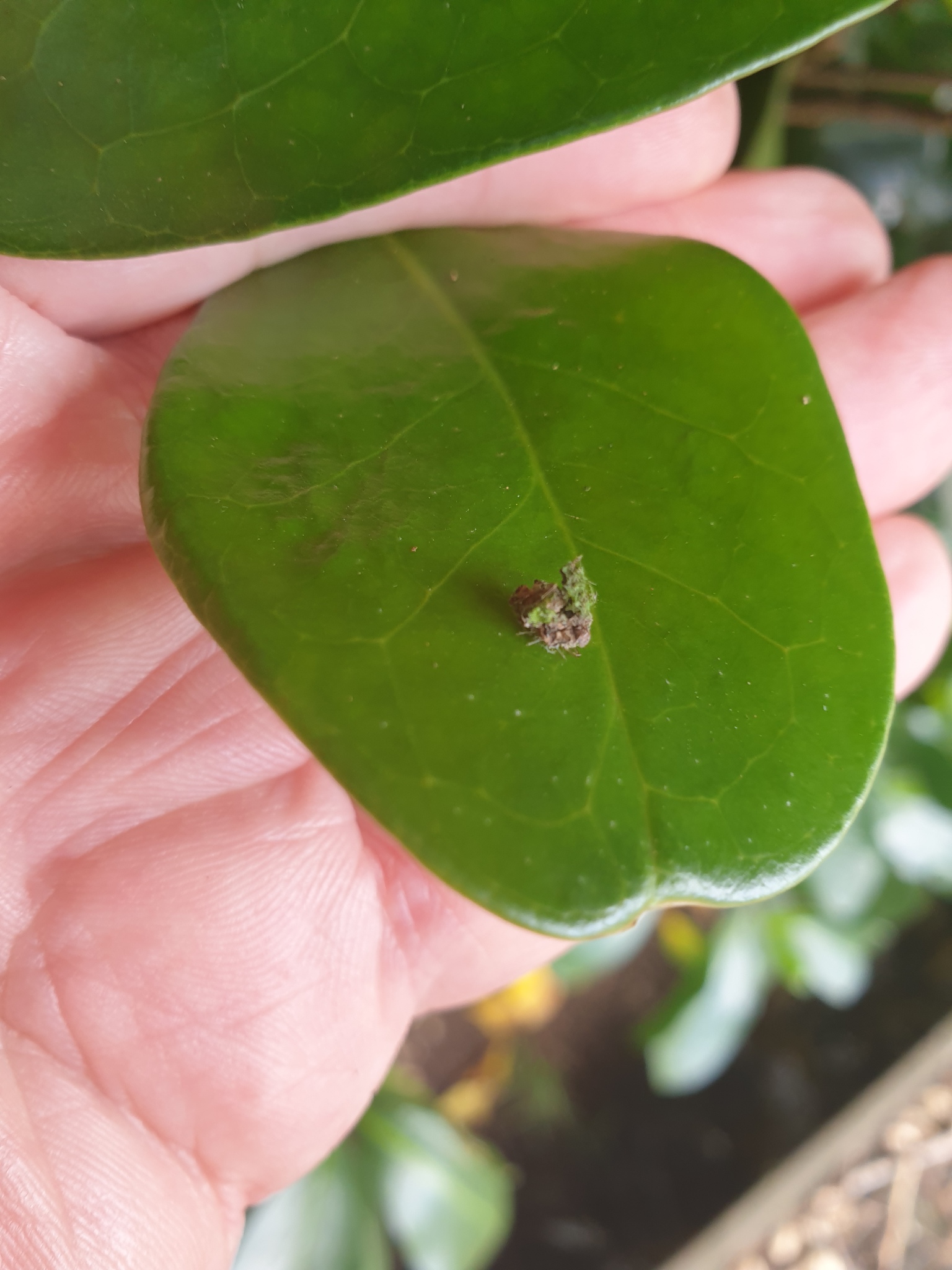 Mallada basalis (Walker, 1853)