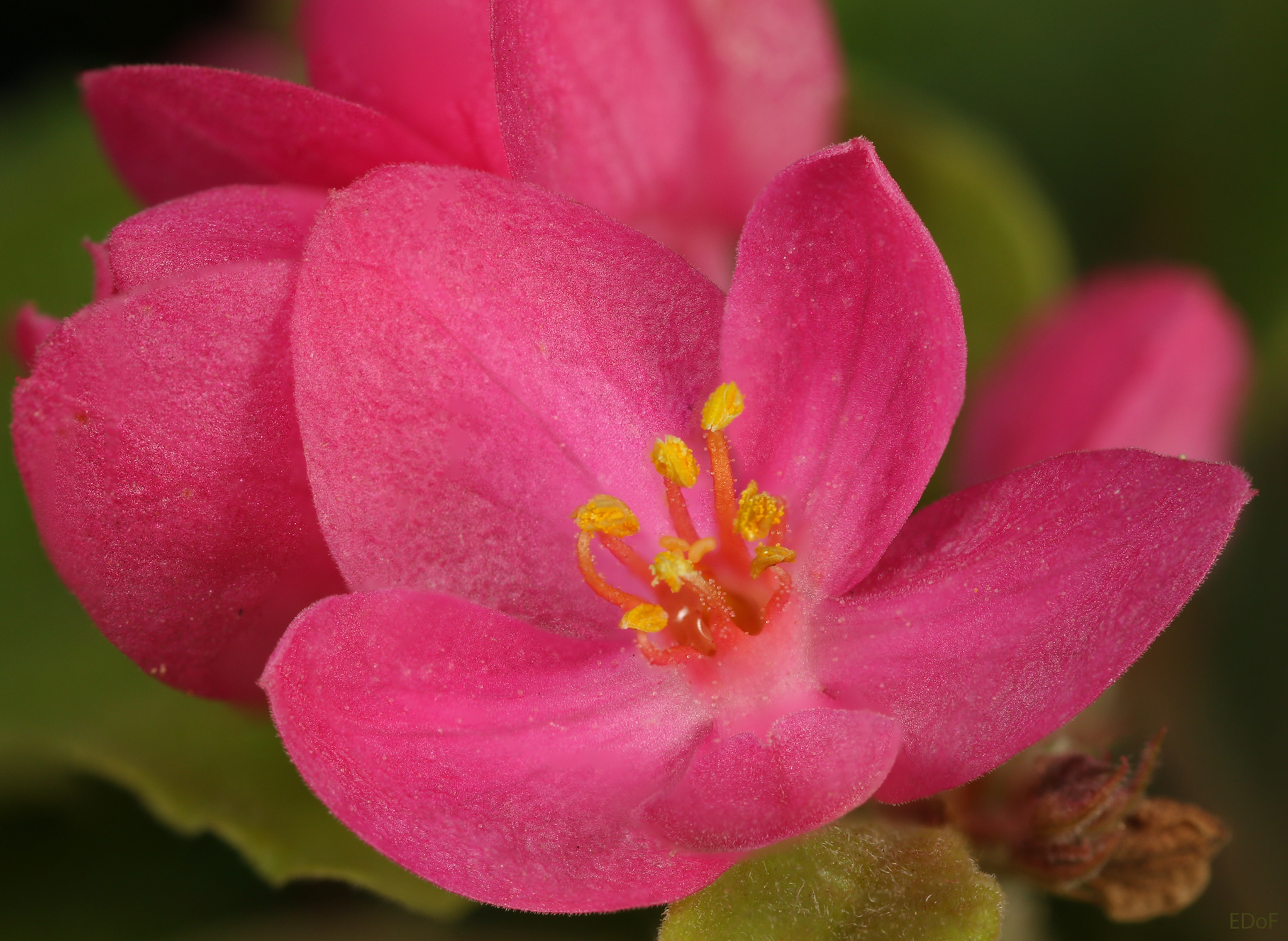 Antigonon Leptopus Life Cycle