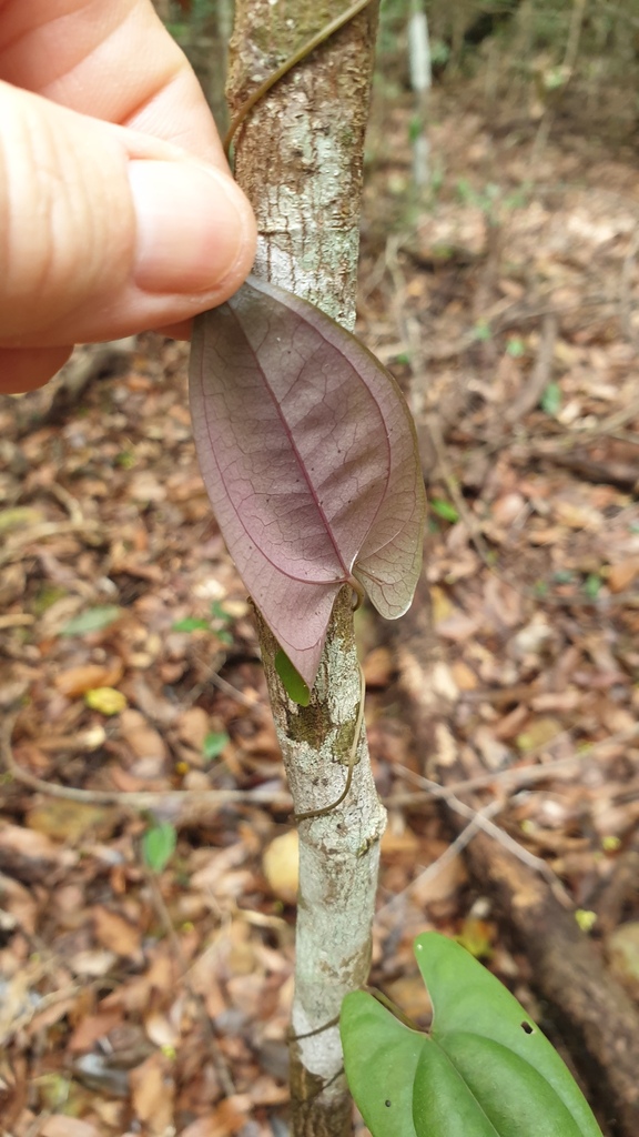 Common Yam Vine from Takura QLD 4655, Australia on February 06, 2023 at 12:40 PM by coanne ...
