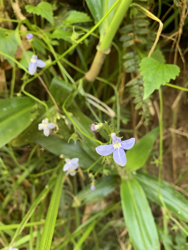 forest lobelia from Dorrigo National Park, Dorrigo Mountain, NSW, AU on ...
