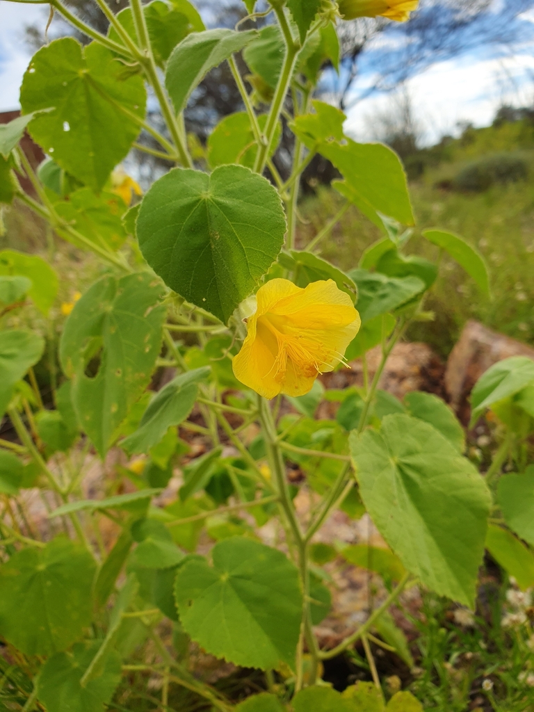 Something from Corfield QLD 4733, Australia on February 06, 2023 at 09: ...