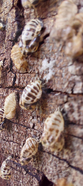 Winged and Once-winged Insects from Adelaide SA, Australia on February ...