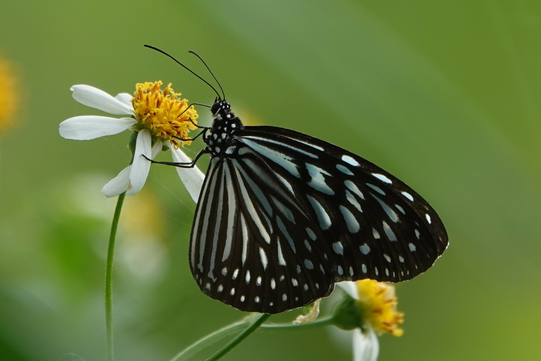 Ideopsis vulgaris (Butler, 1874)