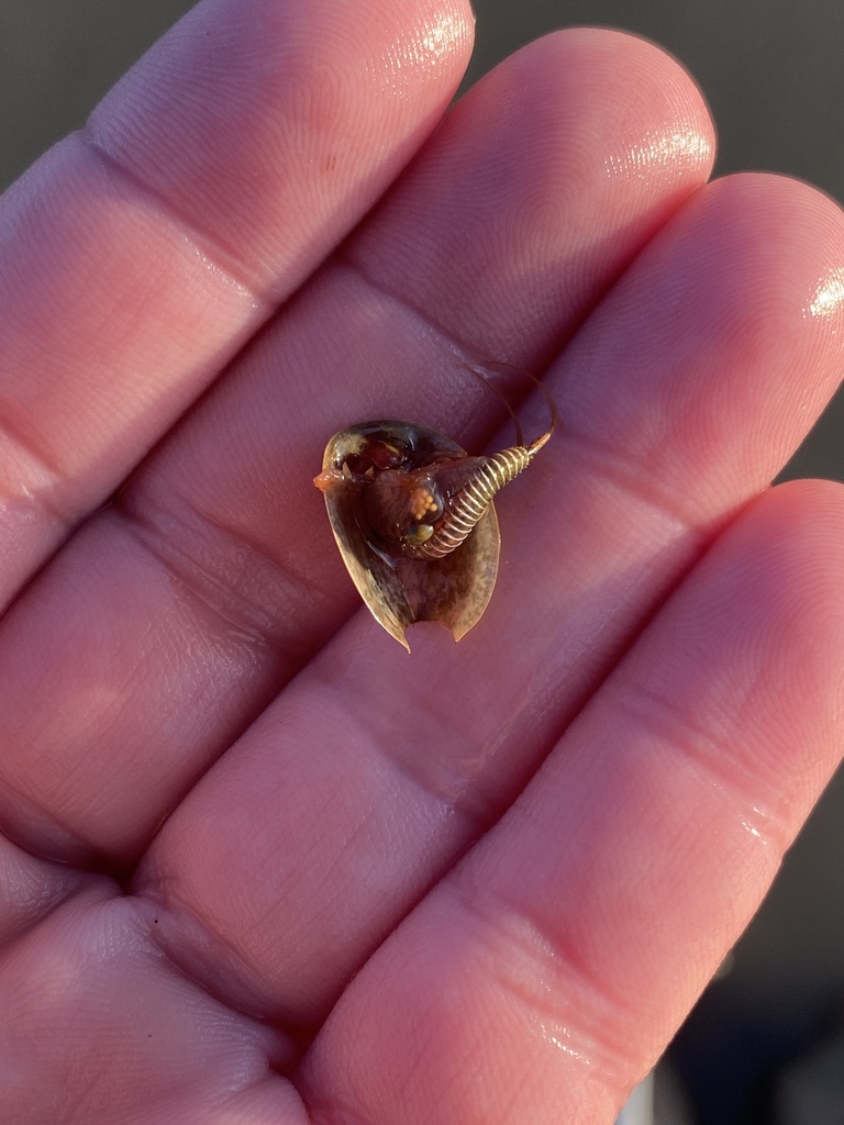 Vernal Pool Tadpole Shrimp in February 2023 by bonnie_beth · iNaturalist