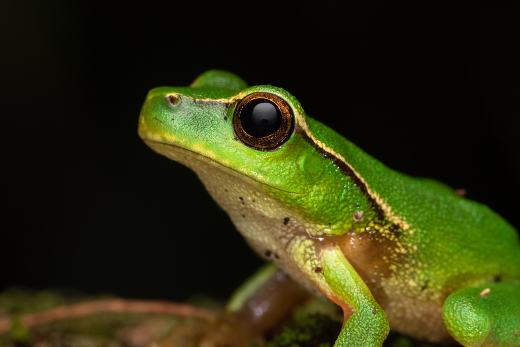 Leaf Green Tree Frog in February 2023 by James Bennett · iNaturalist