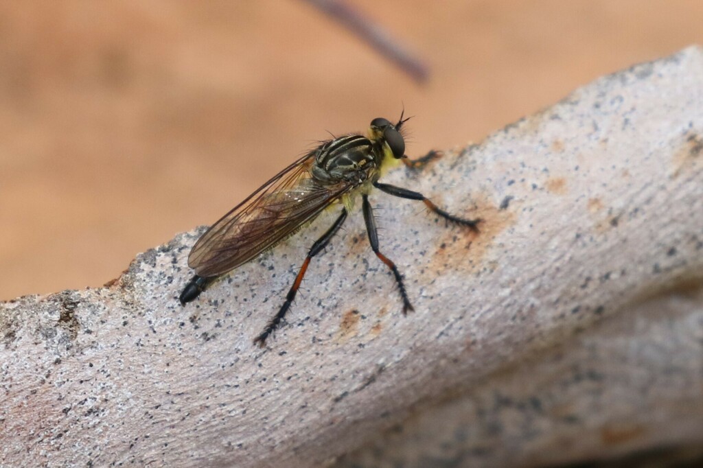 Zosteria rosevillensis from Stranger Pond Tuggeranong, ACT, Australia on February 07, 2023 at 11 ...