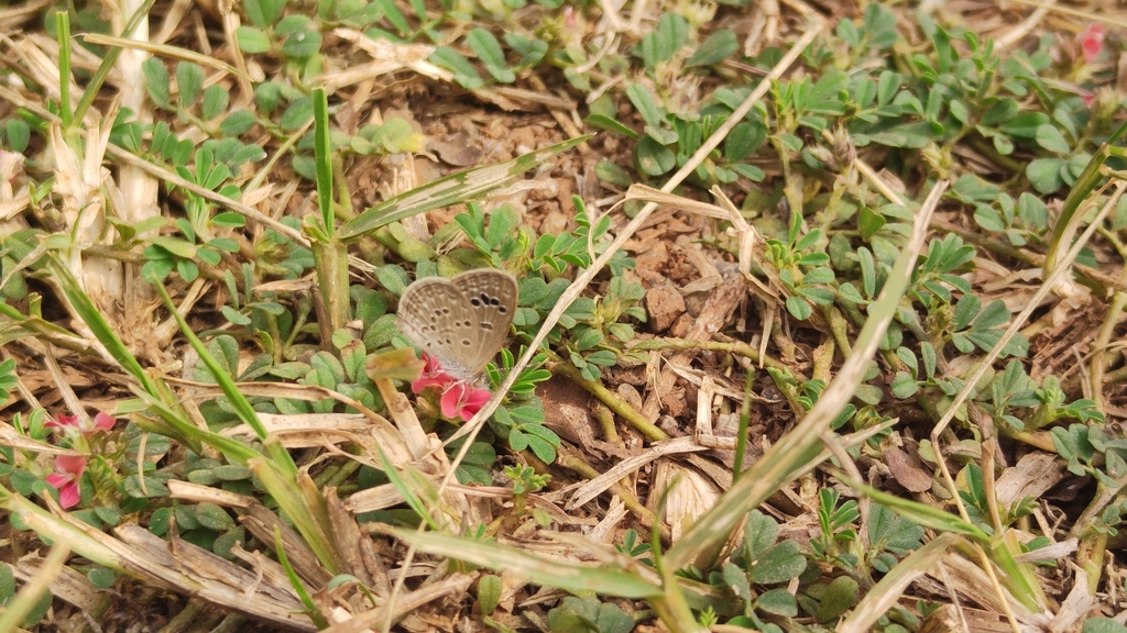 Lesser Grass Blue from Madras Christian College on February 07, 2023 at ...