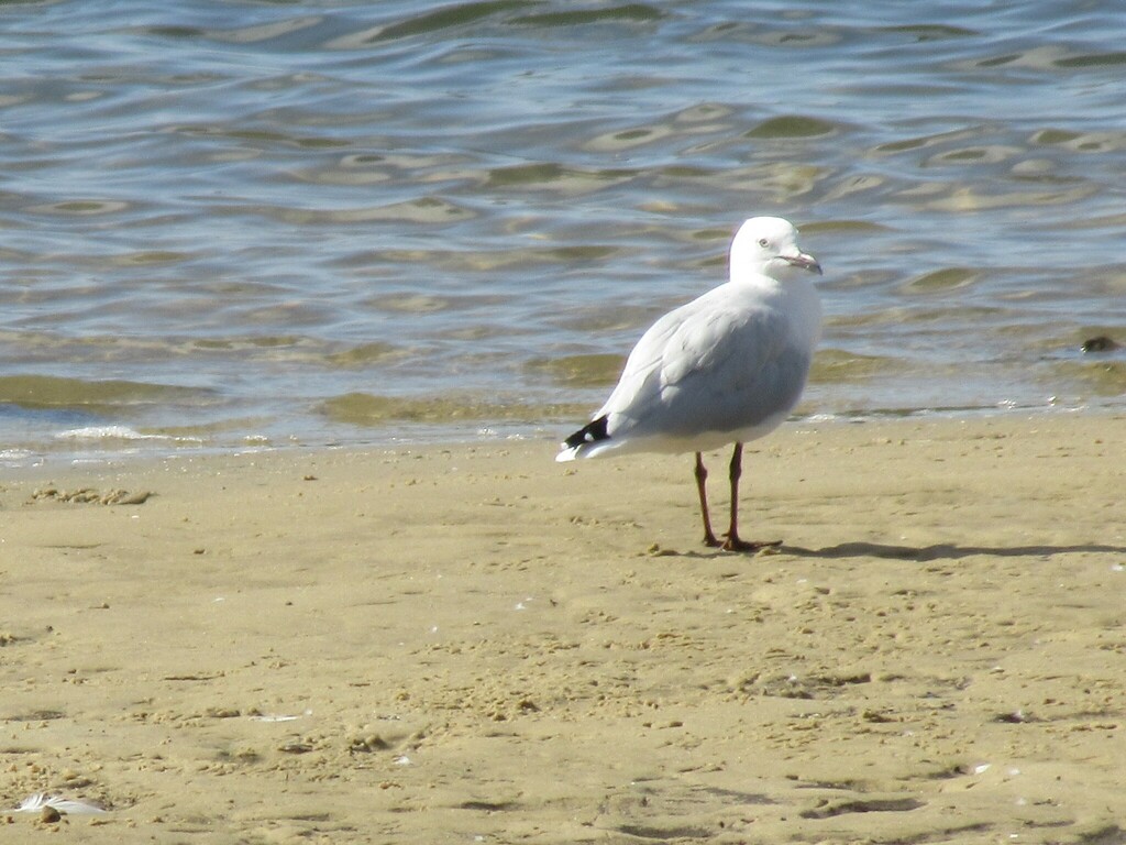 Silver Gull from Alfred Cove Nature Reserve, Perth WA, Australia on ...