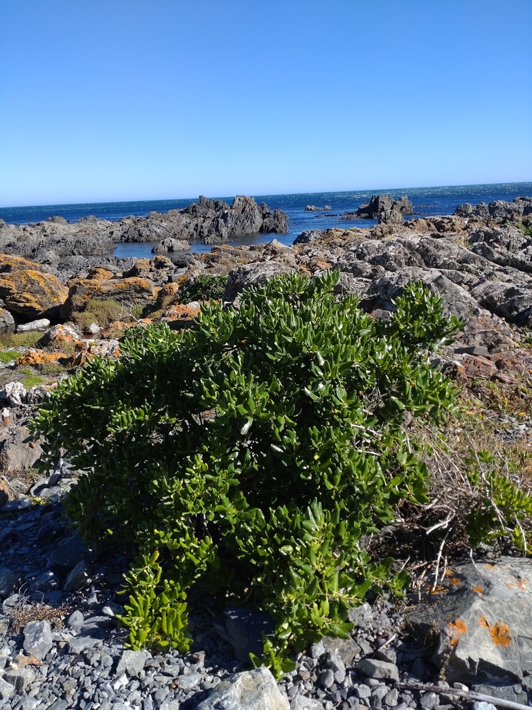 Taupata from Ōwhiro Bay, Wellington, Neuseeland on February 07, 2023 at ...