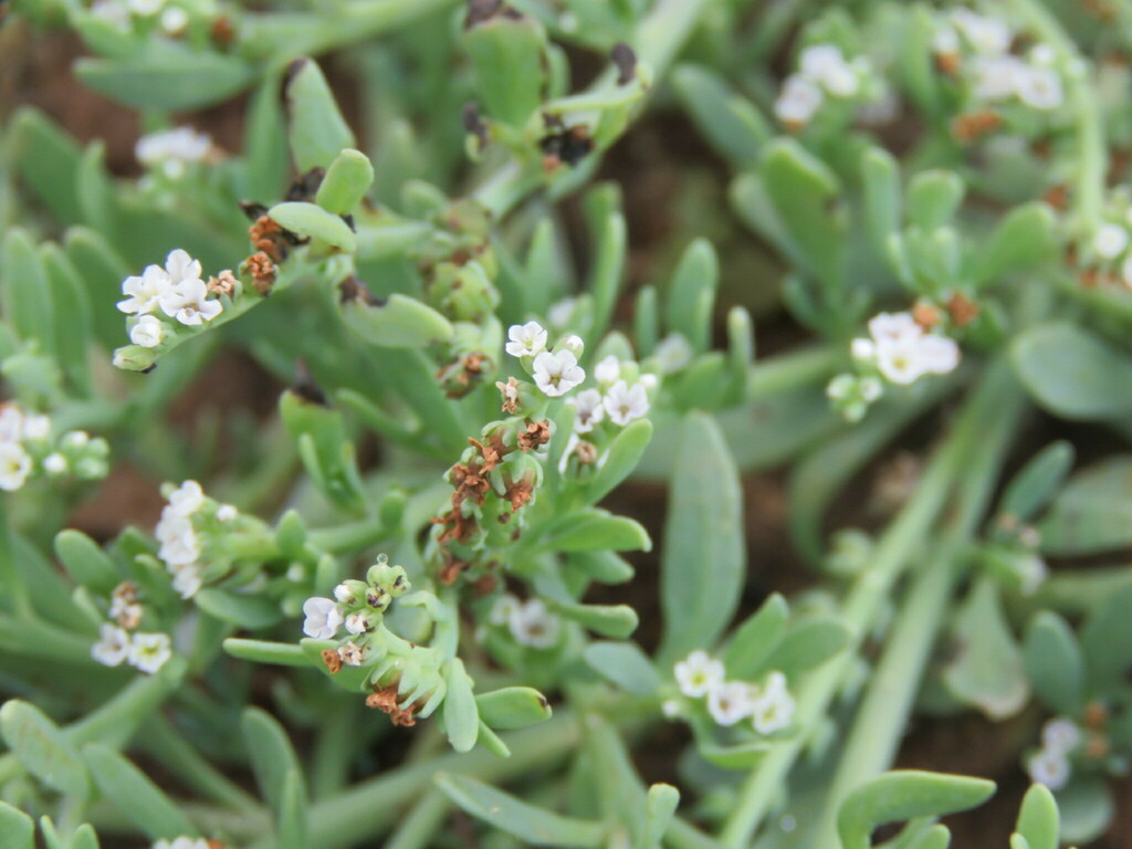 alkali heliotrope from Pitt Town Bottoms NSW 2756, Australia on ...