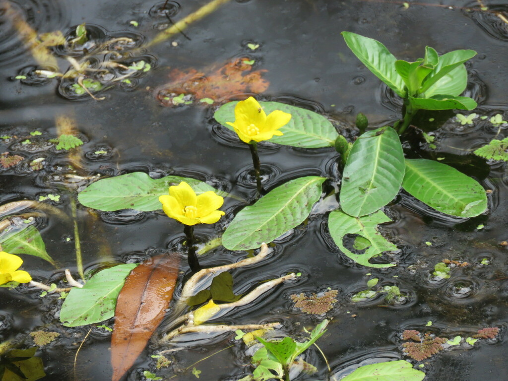 floating primrose-willow from Middle Dural NSW 2158, Australia on ...