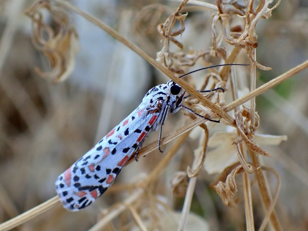 Heliotrope Moth in February 2023 by cinclosoma · iNaturalist