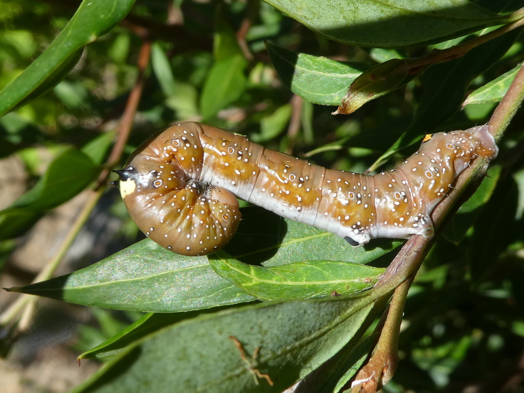 Pink-bellied Moth from Yea VIC 3717, Australia on February 07, 2023 at ...