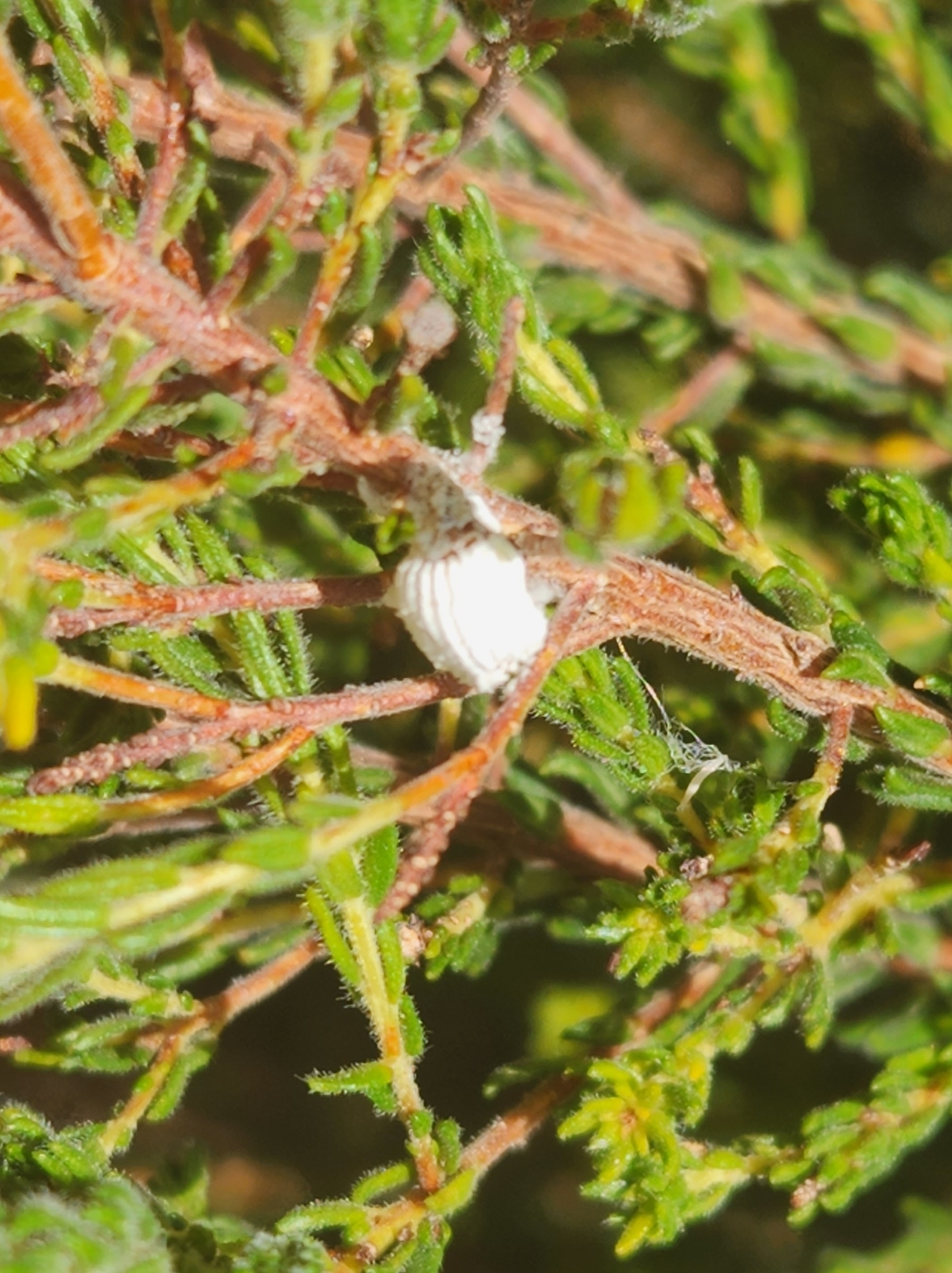 Icerya purchasi Maskell, 1879