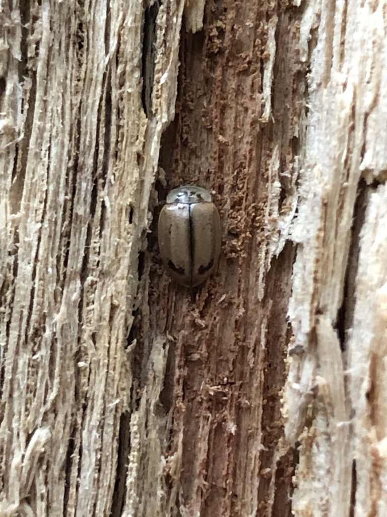 Larch Lady Beetle from Flügelweg, Chemnitz, Sachsen, DE on December 25 ...
