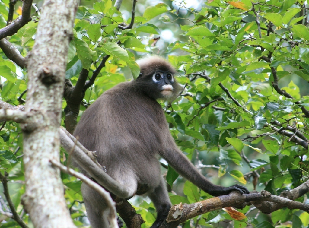 Dusky Leaf Monkey in April 2008 by cirolana · iNaturalist
