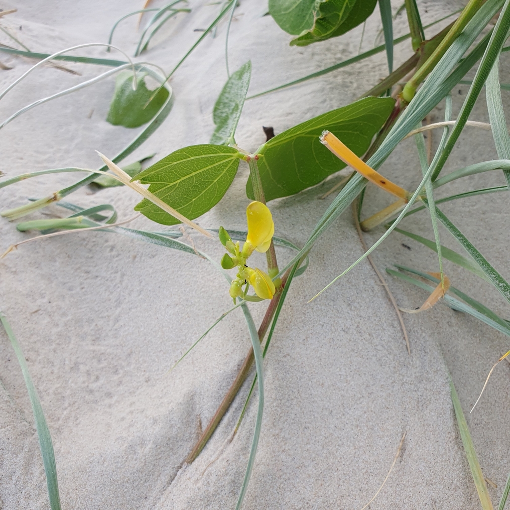beach pea from Woorim QLD 4507, Australia on February 07, 2023 at 05:43 ...