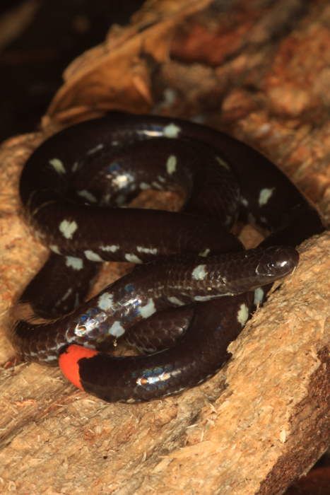 Dwarf Pipe Snakes