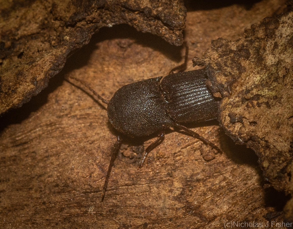 False Click Beetles from Tamborine Mountain QLD 4272, Australia on ...
