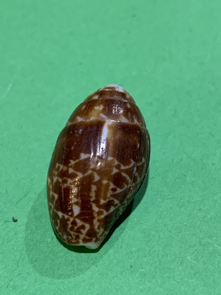 Pyrene punctata from Little Shelley Beach, Yuraygir, NSW, AU on October ...
