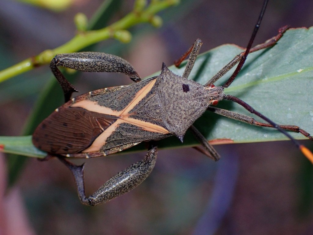 Crusader Bug from Stawell VIC 3380, Australia on February 04, 2023 at ...