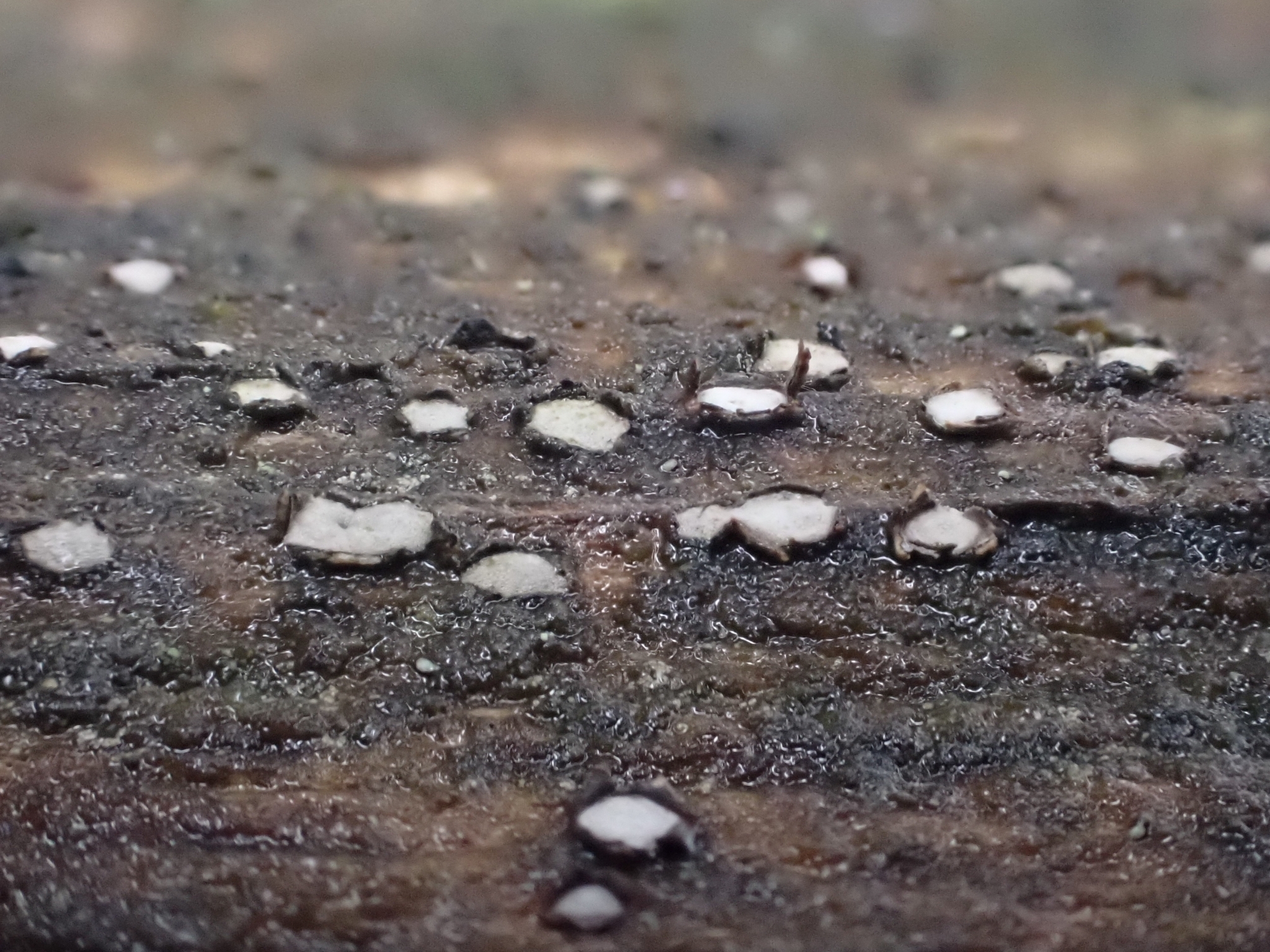 Propolis farinosa (Pers.) Fr.