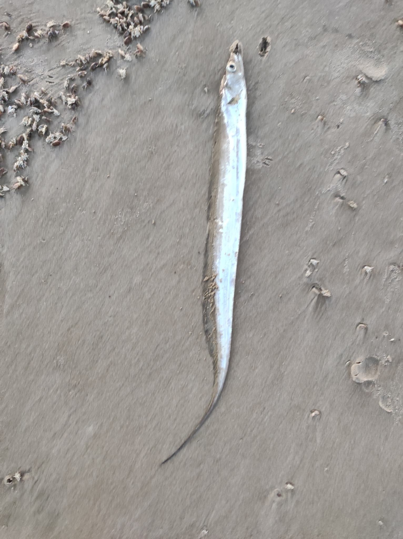 Trichiurus lepturus Linnaeus, 1758