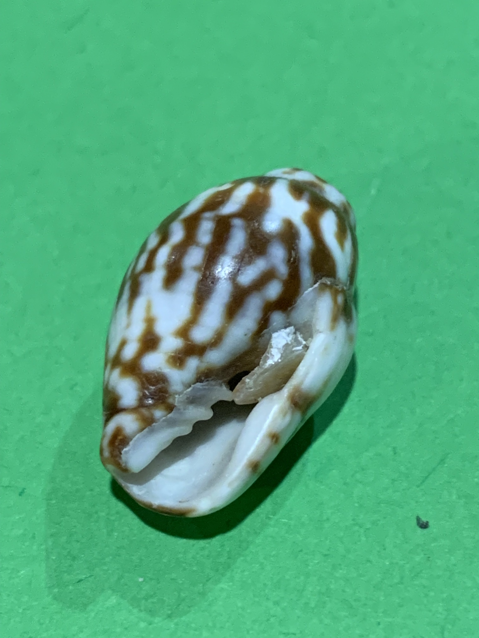 Strigatella litterata (Lamarck, 1811)