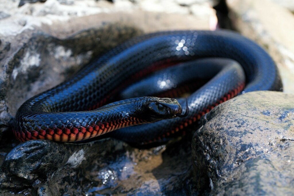 Australian Black Snakes (Pseudechis) - Snakes and Lizards